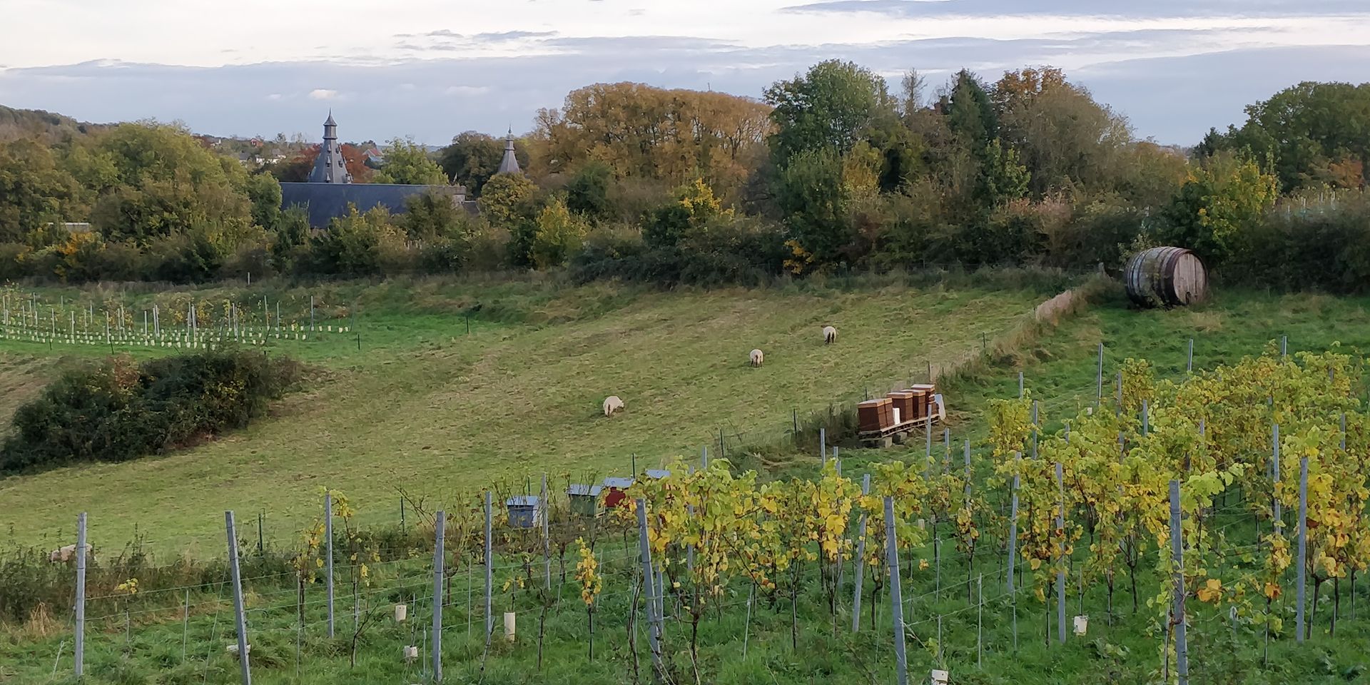 Château de Bioul - Vineyard - Belgian wines and crémants